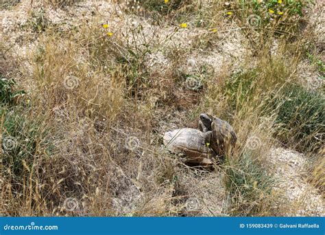 Land Turtles Copulating Among The Grass Stock Image Image Of Mating