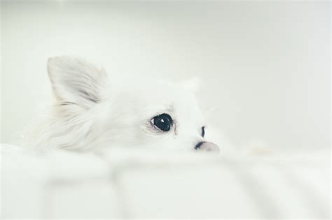 壁紙、イヌ、チワワ、白、凝視、動物、ダウンロード、写真