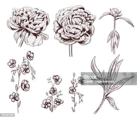 모란 아마의 집합 브라운 단색 꽃 꽃 봉 오리 유래 흰색 바탕에 나뭇잎 디자인 손 식물 일러스트 빈티지 스타일 에칭 엠보싱 스탬프 조각에서 벡터 꽃 식물에 대한 스톡 벡터