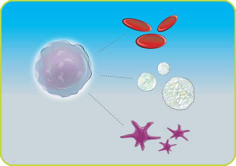 About Stem Cell Transplant Mozobil® Plerixafor Injection