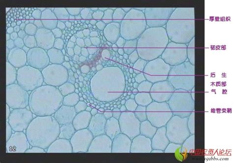 水稻维管束图片水稻维管束详图 伤感说说吧