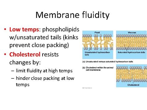 Cell Membrane Saturated Vs Unsaturated At Antonio Christie Blog