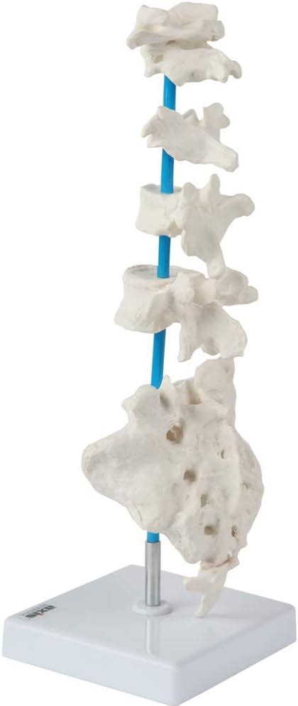 Complete Axis Scientific Vertebrae Set With Sacrum Qatar Ubuy