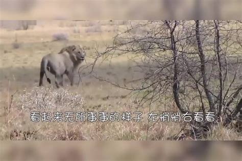 雄狮忽然倒地抽搐不停像发羊癫疯一样什么情况 倒地 雄狮 什么