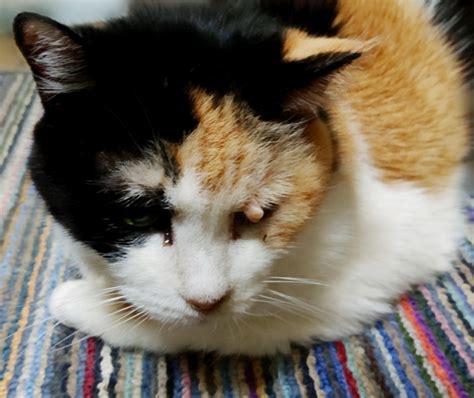 岩崎さんちの保護猫日記 On Twitter 昨日、 123㈪、 三毛の ロミちゃんが 5日間の入院生活を 終えて退院しました。 実は