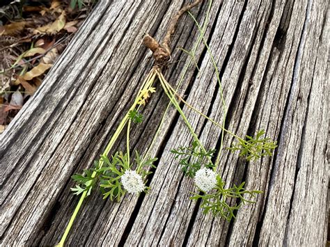 Wild Parsnip Bushcraft Survival Australia