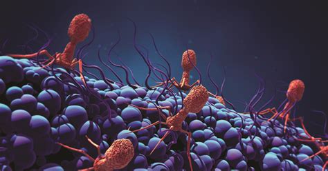 Iv Phage Therapy Shows Promise Against Resistant Infections