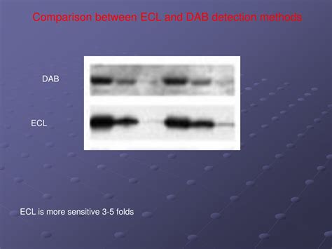 Ppt Protein Immuno Blotting Detection And Analysis Technique Powerpoint Presentation Id 9580928