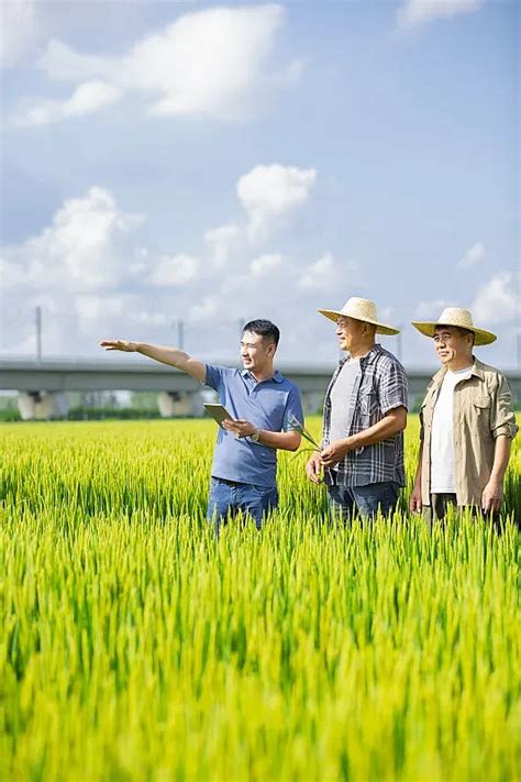 农民们和农业科学家拿着平板电脑在稻田地里沟通交流图片下载 花瓣网