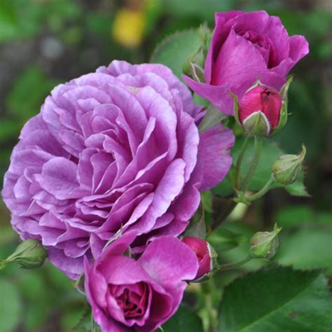 Rose Minerva (Minerva): fotografie, recenze, popisy, vlastnosti.