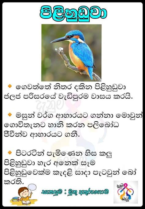 ගෙවත්තට එන කුරුල්ලෝ ️ 🐦 💚 Arunella අරුණැල්ල