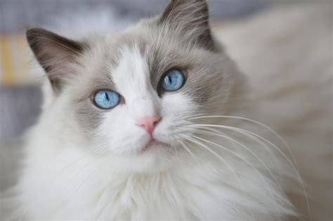Do Ragdoll Cats Shed Or Do They Always Keep Their Coats On