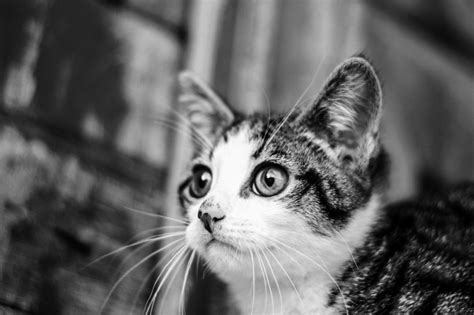 Короли Интернета | Пикабу