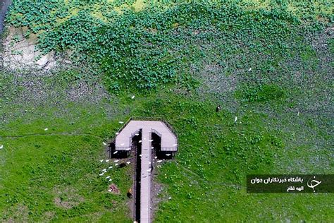 تالاب بین المللی انزلی ؛جاذبه گردشگری میان گل‌های نیلوفر آبی