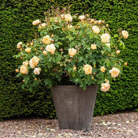 Blue For You Floribunda David Austin Roses