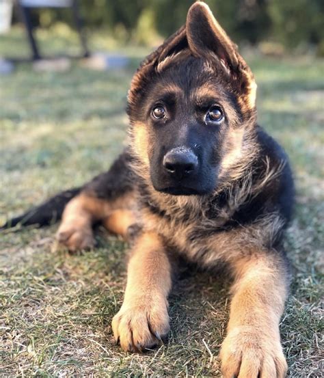 German Shepherd Puppies For Sale Visalia Ca 328255