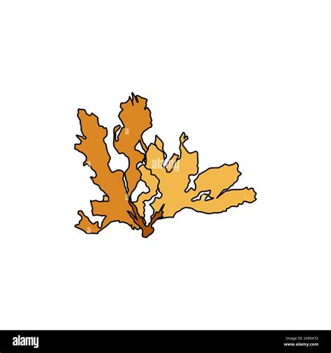 Hand Drawn Spatoglossum Solieri Brown Algae Graphic Illustration