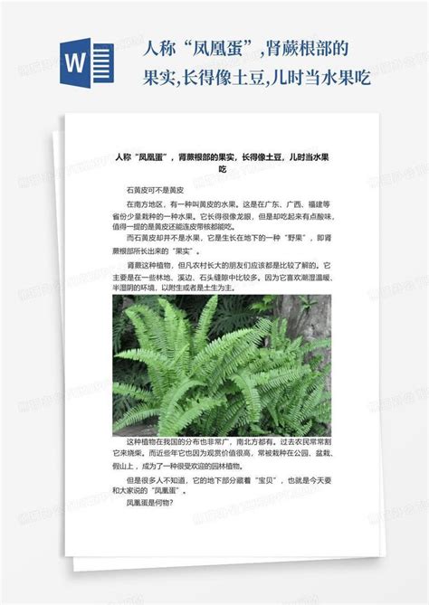 人称凤凰蛋 肾蕨根部的果实 长得像土豆 儿时当水果吃 Word模板下载 编号lmmpyweb 熊猫办公