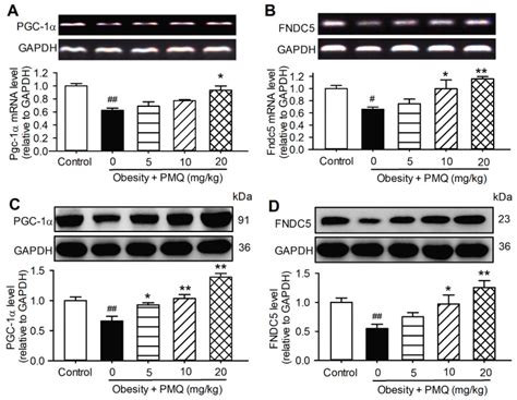 Pentamethylquercetin Regulates Lipid Metabolism By Modulating Skeletal