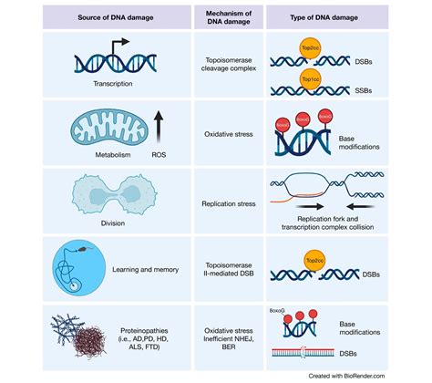 Dna Function