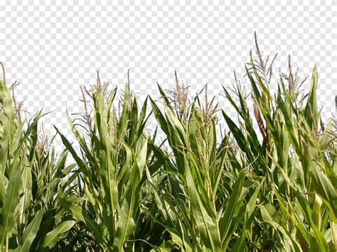 Triticale Maize Crop Plant Corn Grass Plantation Png Pngegg