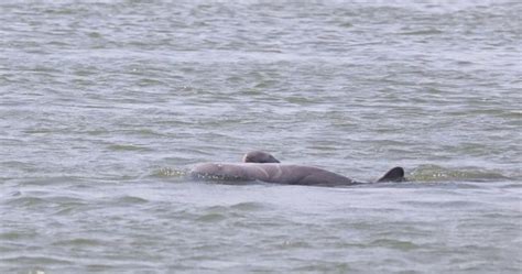 ដើមខែឧសភានេះ«កូនផ្សោតកើតថ្មី១ក្បាលនៅអន្លង់កាំពី ខេត្តក្រចេះ សុីសុីថាមស៍