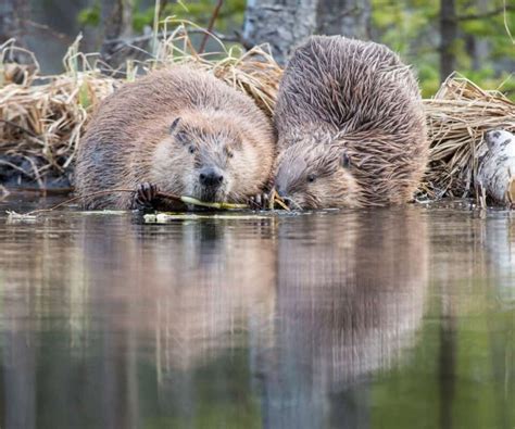 Nature’s Engineers: Beavers Restore Czech Wetlands - Animals Around The Globe