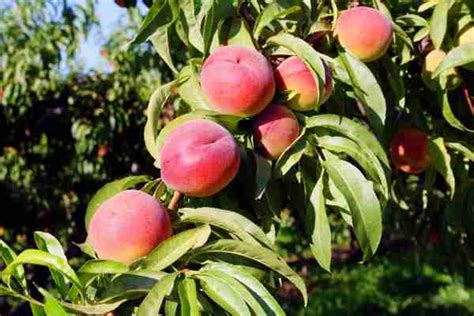 Dwarf Anzac Peach Plantnet® Australia
