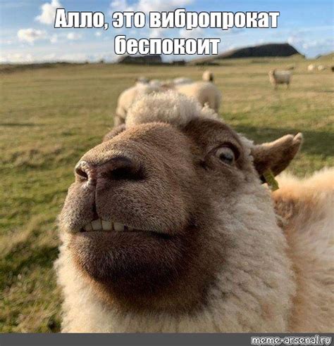 Мем Алло это вибропрокат беспокоит Все шаблоны Meme
