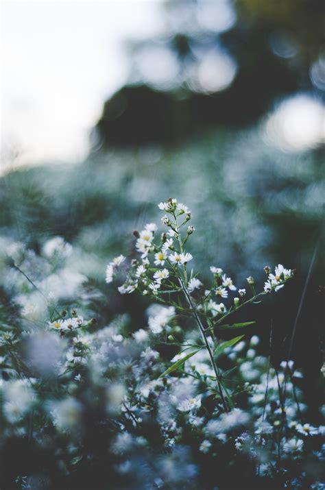 Free Images Tree Water Nature Branch Blossom Plant Sunlight