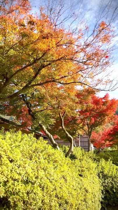 ねねの道 ニコニコ動画