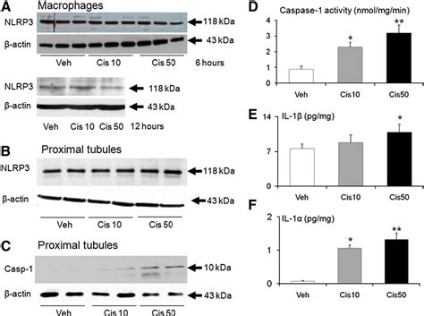 Figure 2 From Nlrp3 Inflammasome Knockout Mice Are Protected Against