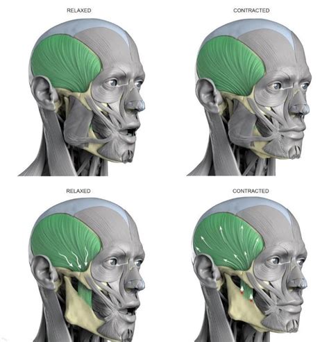 Temporalis Muscle Origin Insertion Function Exercise