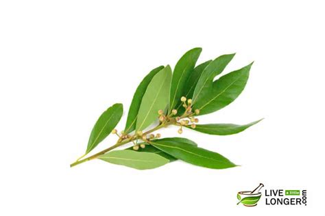 12 Natural Home Remedies For Chest Congestion Relief