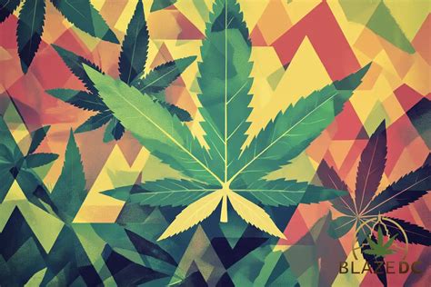 Triangle Kush Strain Review Blaze Dc