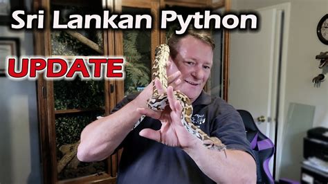 Update On The Sri Lankan Python Silent Bob Has Dinner Youtube