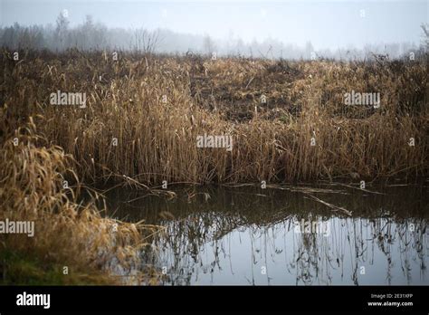 Grass Loses Its Color Hi Res Stock Photography And Images Alamy