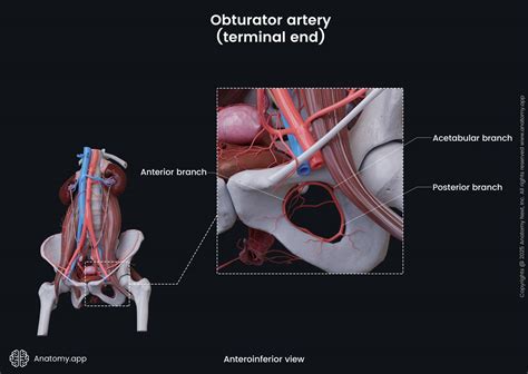 Overview Of Obturator Artery Terminal End Female Anatomy App