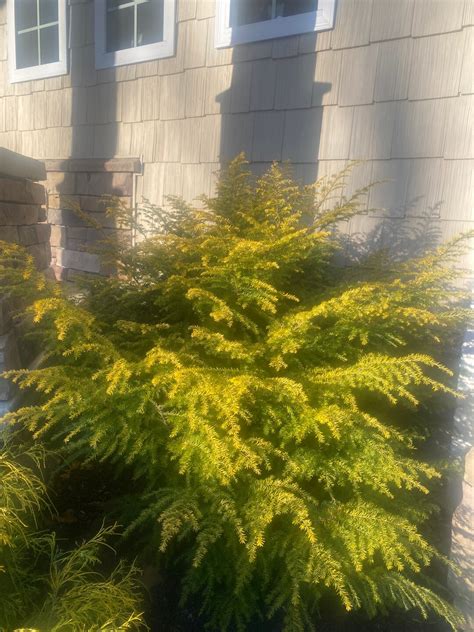 Dwarf Golden Hemlock Cuttings 10 Etsy