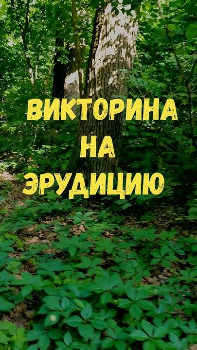 Викторина на эрудицию викторина топ тест Filmyquiz Quiz Flixquiz