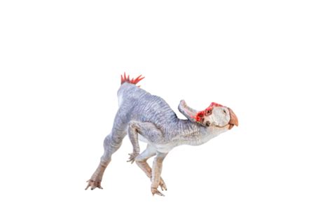 Gallo De Pelea PNG Para Descargar Gratis