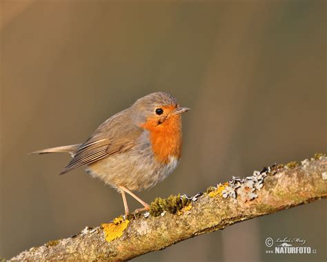 Robin Photos Robin Images Nature Wildlife Pictures Naturephoto