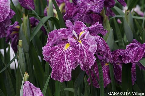 岩国市・城山花菖蒲園と吉香花菖蒲園の花菖蒲 2009 錦帯橋花菖蒲まつりiwakuni Shiroyama Iris Garden