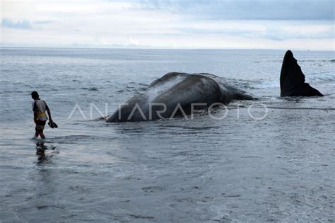 Paus Sperma Terdampar Di Karangasem Bali Antara Foto