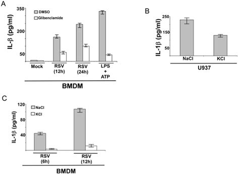 A Wild Type Primary Mouse Bone Marrow Derived Macrophages Bmdm Were