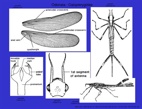 Ppt Order Odonata Powerpoint Presentation Free Download Id5396097