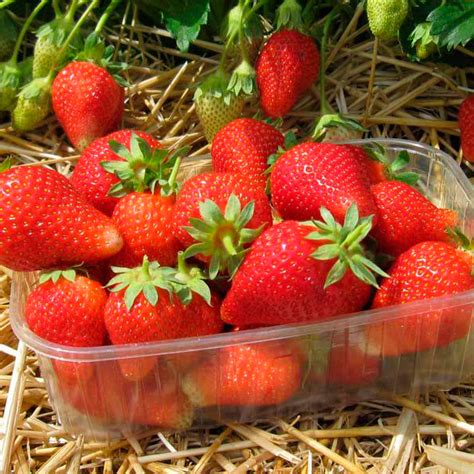 Клубника Альба, фриго - Продажа саженцев оптом и в розницу