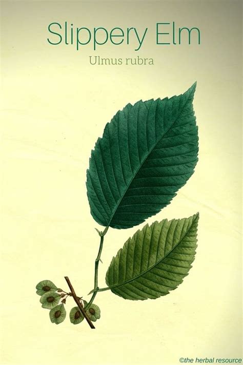 SLIPPERY ELM POWDER - Healing Naurally with Vivien Hutchinson