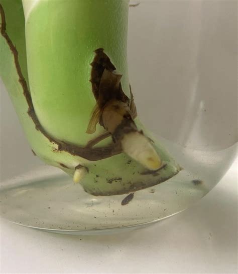 Propagation Journey Rmonstera