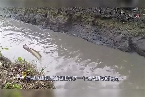 做梦都想不到，暴雨竟冲出这么大条鱼，男子靠近却发现大事不妙！